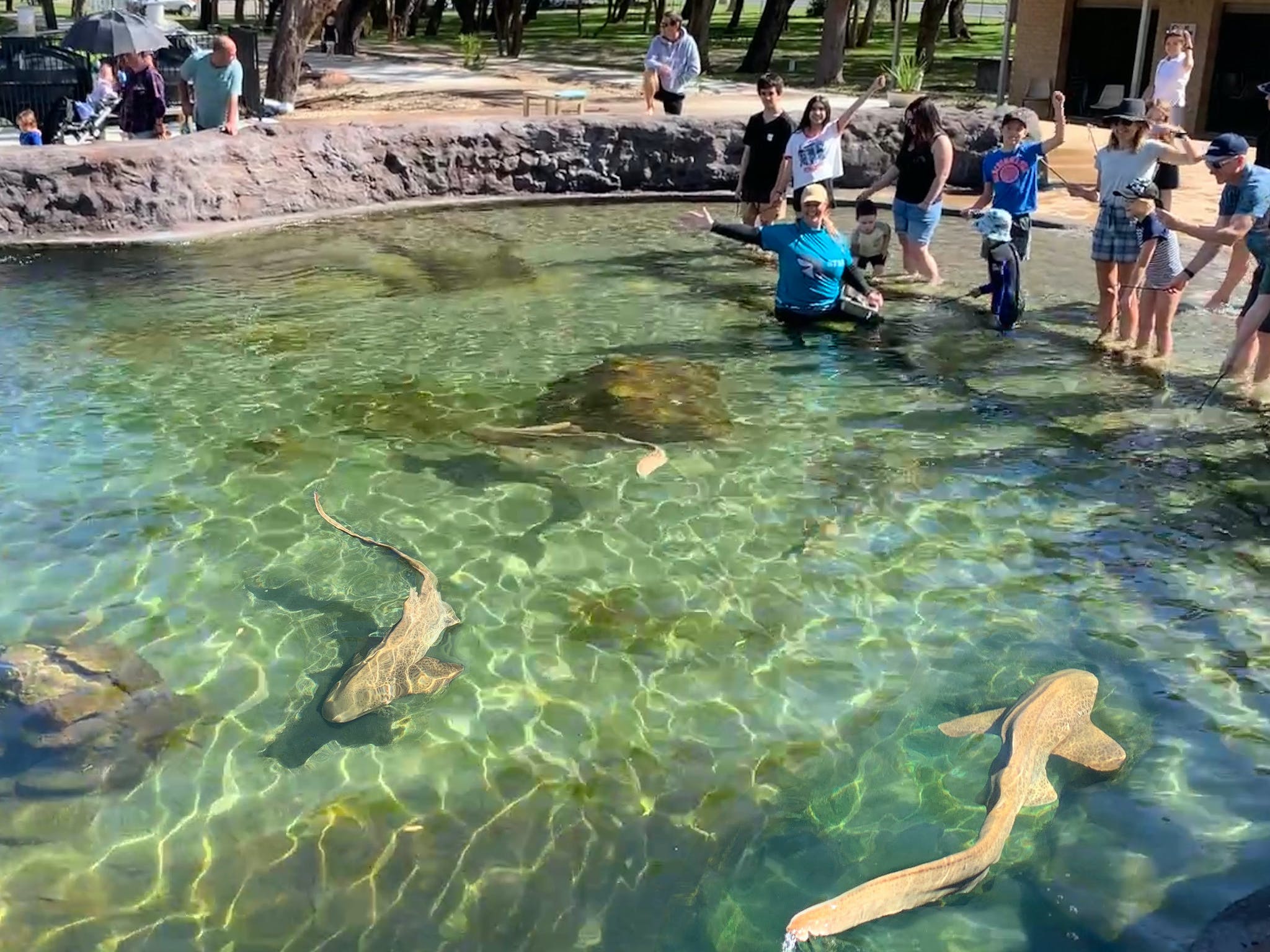 Irukandji Shark & Ray Encounter - EdTripper