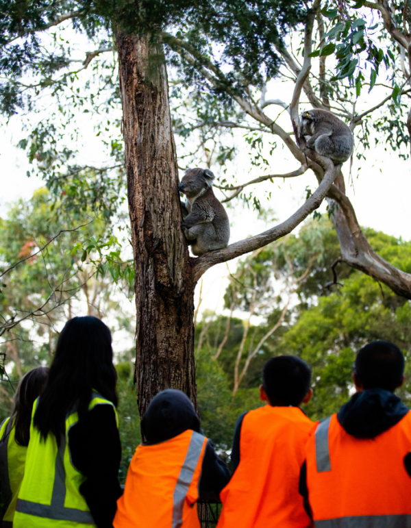 Koala Conservation Tour - EdTripper
