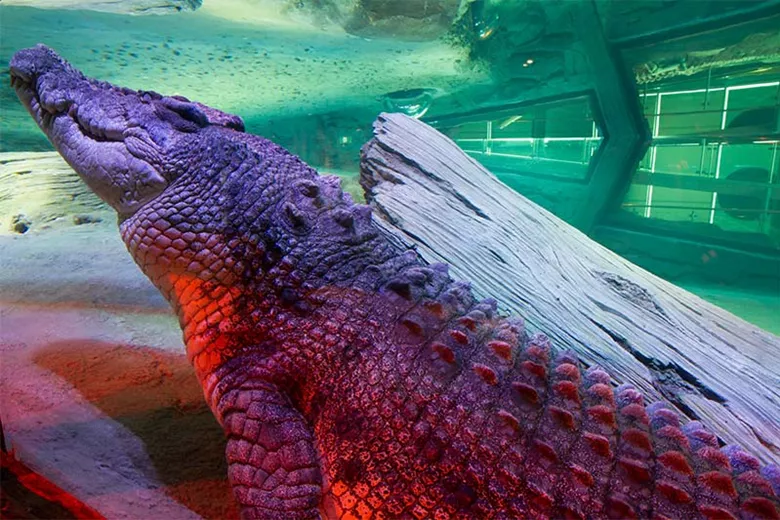 Aquarium Experience - EdTripper