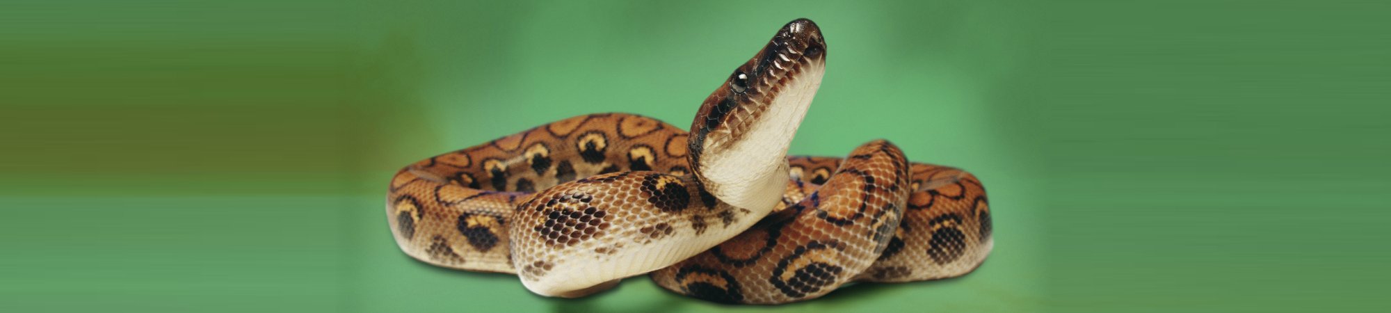 Animal Ark – Wildlife Education and Training - EdTripper