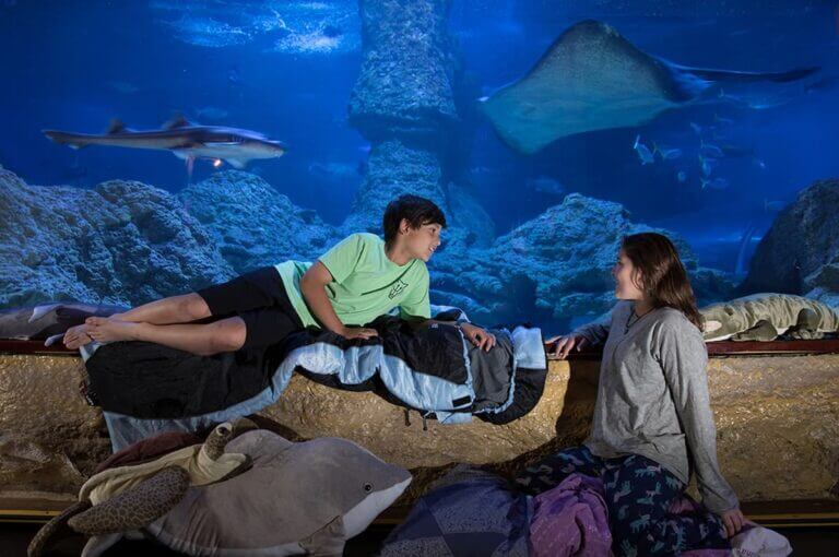 School Camp – Shark Sleepover - EdTripper