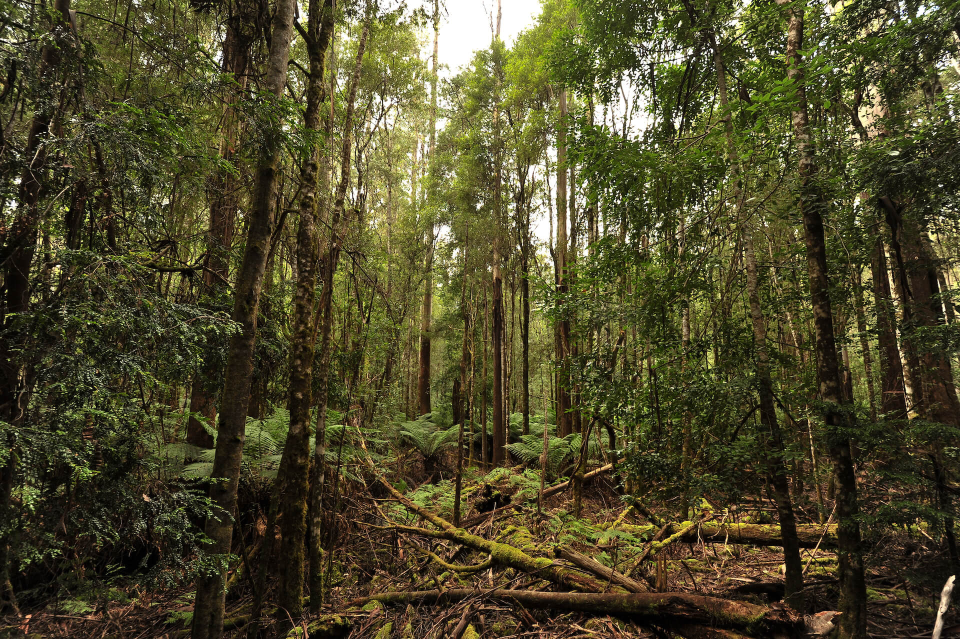 Forest education foundation - EdTripper