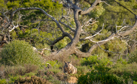 Australian Wildlife Conservancy - EdTripper