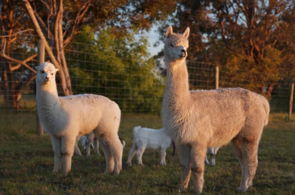 Animal Farm Goolwa - EdTripper