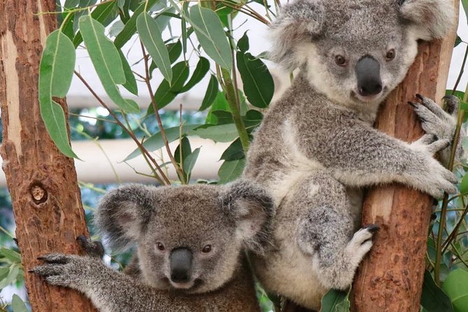 Lone Pine Koala Sanctuary - EdTripper