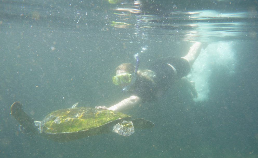 Feeding of Turtles & Shark - EdTripper