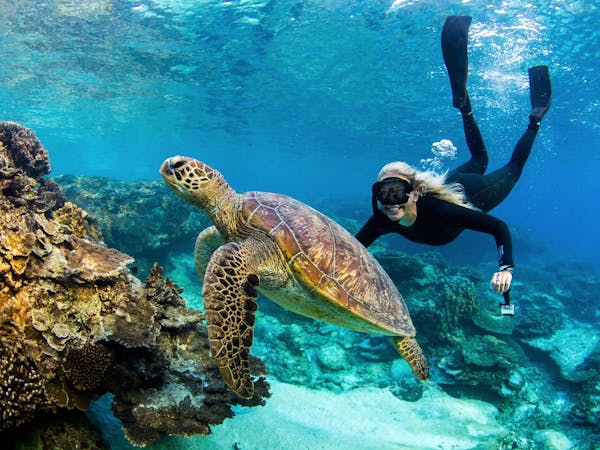 Turtle Encounters - EdTripper