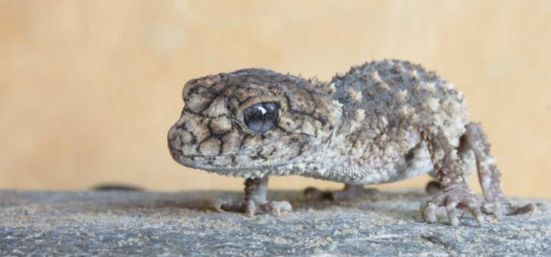 Wilbur's Wildlife - EdTripper