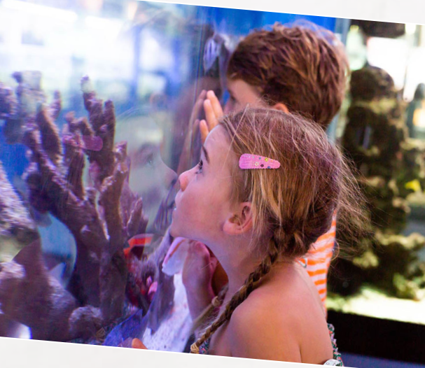 Aquarium Excursion - EdTripper