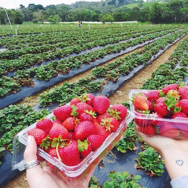 Sunny Ridge Strawberry Farm - EdTripper