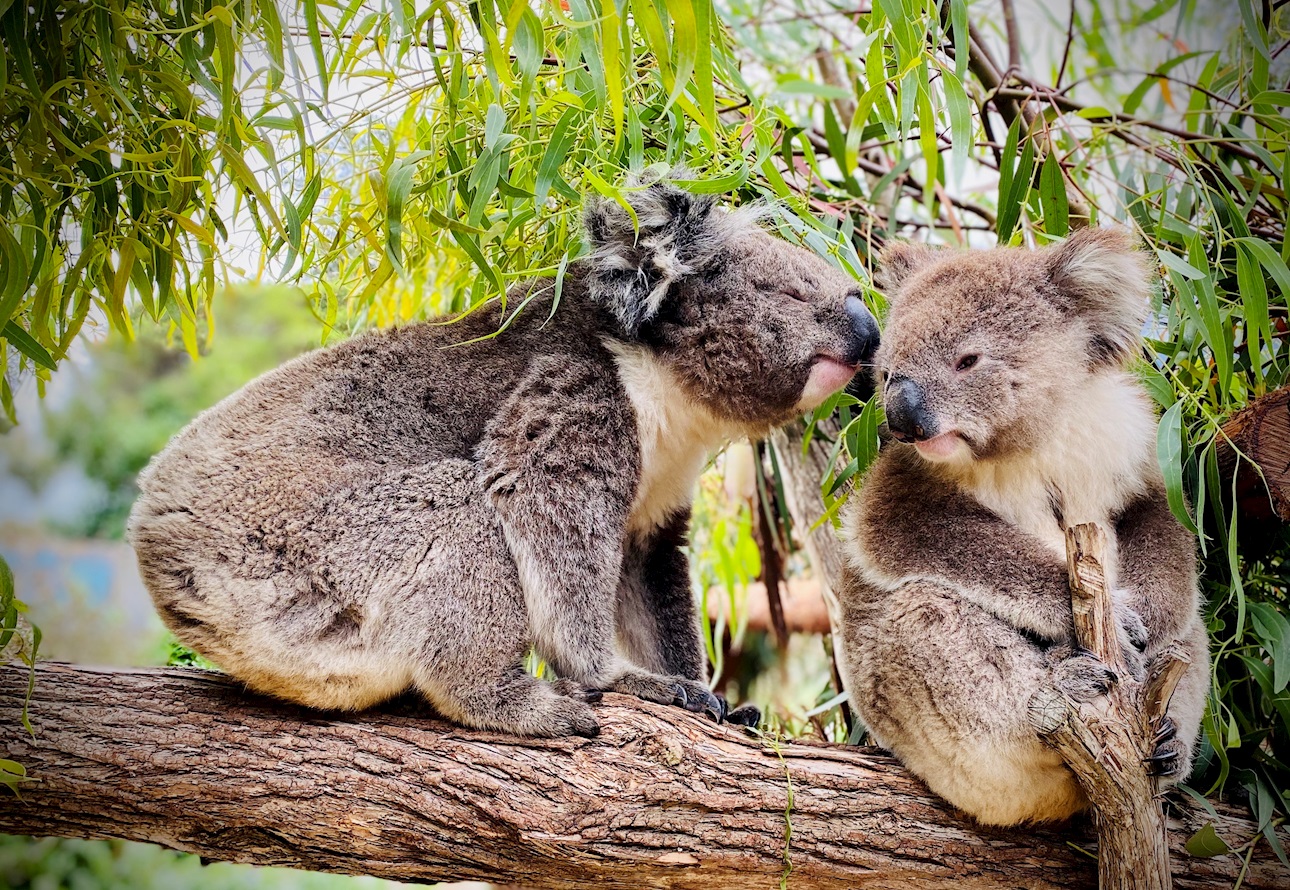 Jirrahlinga Koala and Wildlife Sanctuary - EdTripper