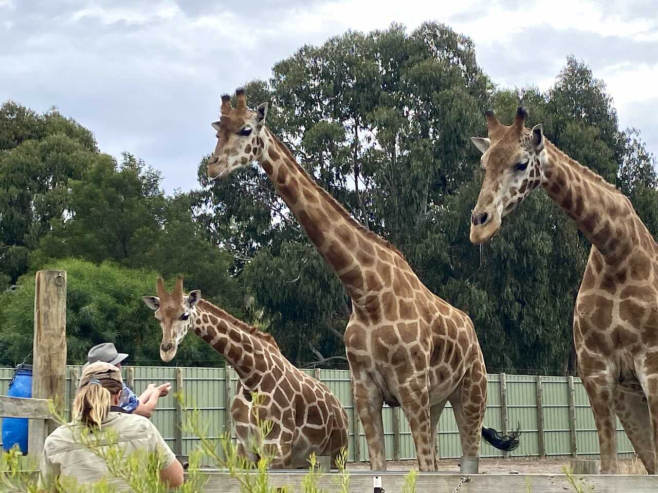Halls Gap Zoo - EdTripper