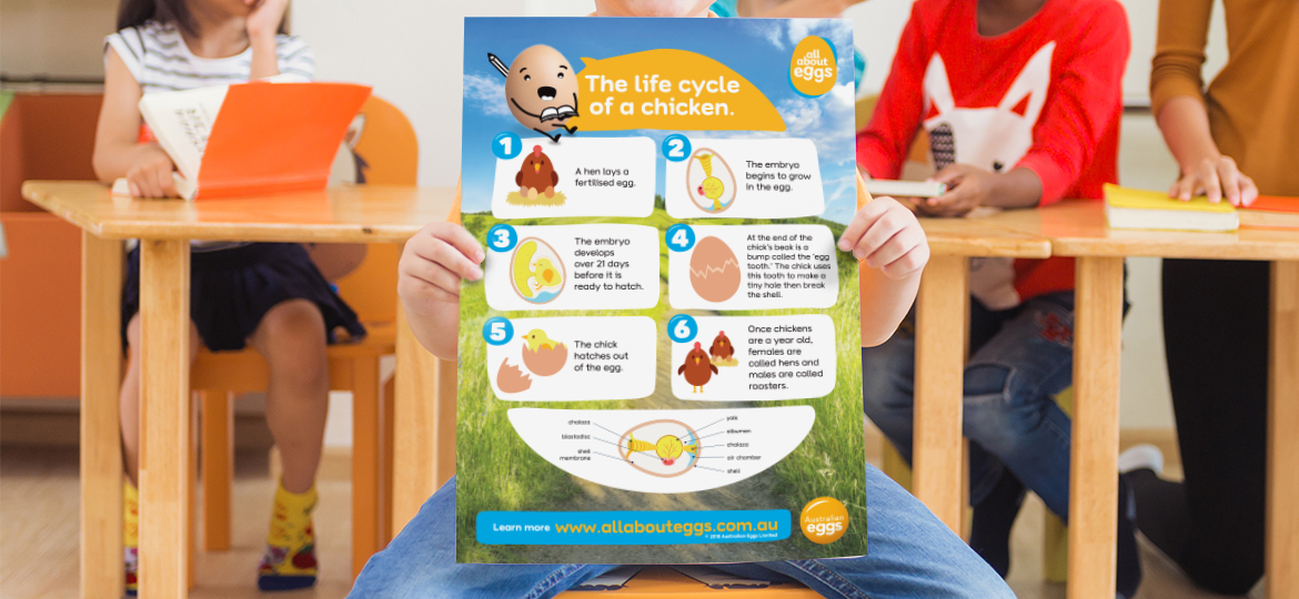 All About Eggs - EdTripper