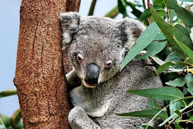 Birdland Animal Park - EdTripper